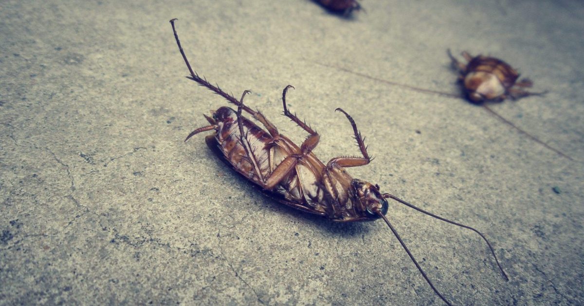 Cockroach Pest Control Boulcott | Get Rid of Cockroaches